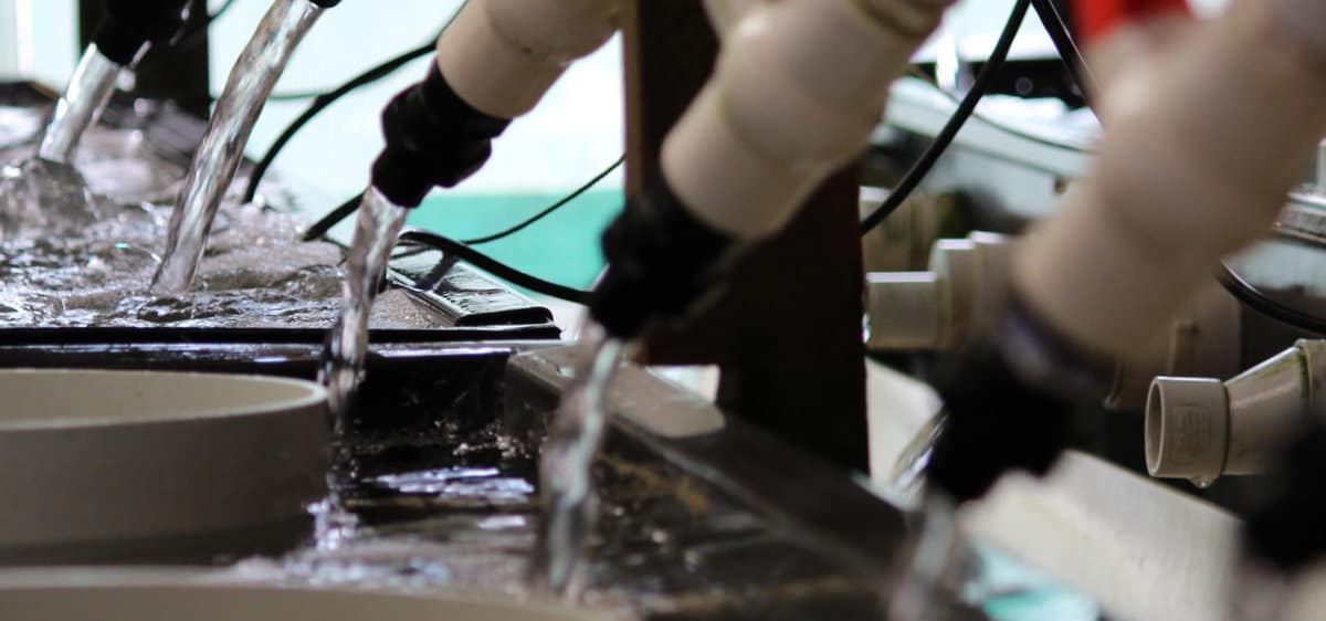 Case Study: The science of shellfish aquaculture - Cawthron Institute