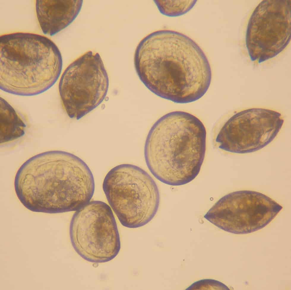 Farming systems - Cawthron Institute