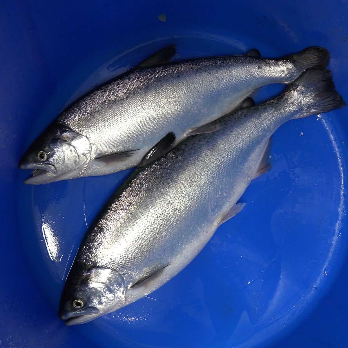 Getting to know our King salmon - Cawthron Institute