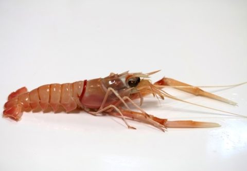 Cawthron Institute achieves scampi farming breakthrough - Cawthron ...