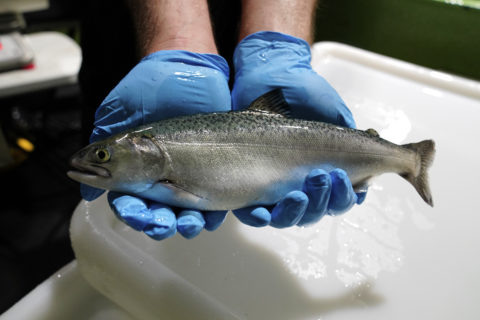 Salmon Feed Conversion Efficiency Research Programme - Cawthron Institute