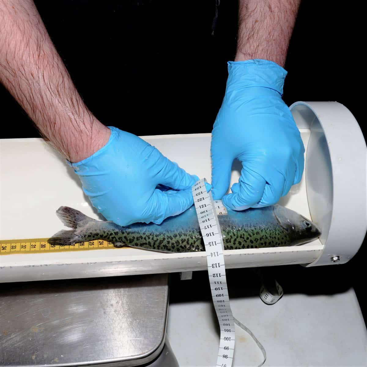 Improving Fish Nutrition, Feed Conversion Rates, Health and Survival of ...