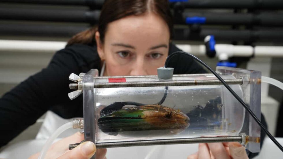 Case Study: Understanding climate change and its impact on shellfish ...