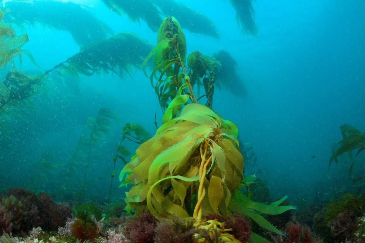 Six rimurimu/seaweed species could put Aotearoa New Zealand on the map ...