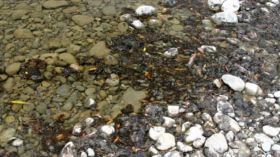 Cawthron celebrates three successful Marsden Fund project grants ...