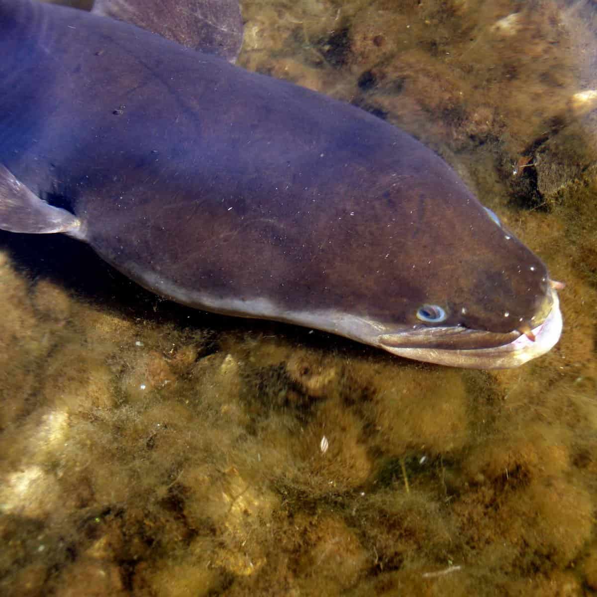 Cawthron scientists welcome Vision Mātauranga funding for tuna (eel ...