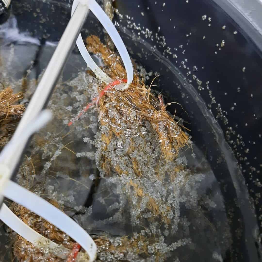 Cawthron researchers help develop capability for new Te-Whānau-ā-Apanui ...