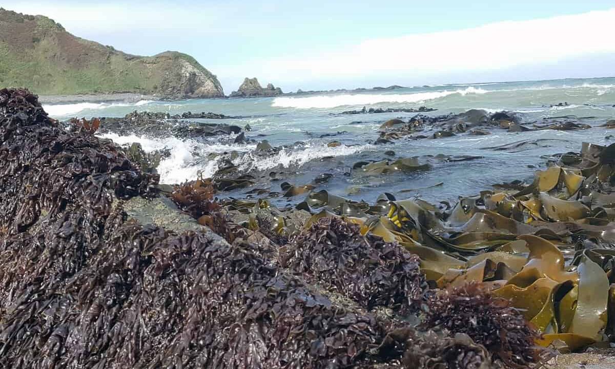 Karengo as a potential alternative protein source - Cawthron Institute