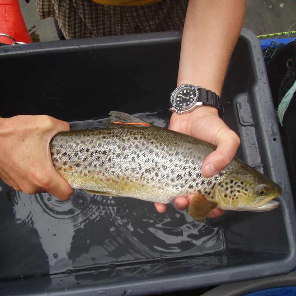 Salmonid Ecology Scholarship launched in late Brian Weatherhead’s name ...