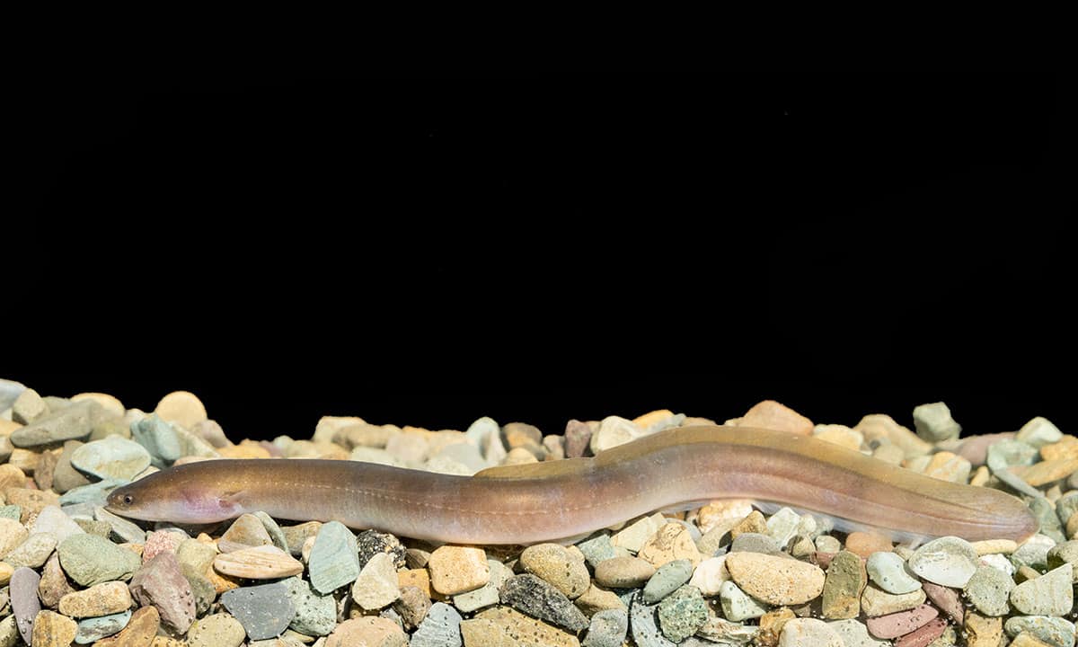 Cawthron celebrates three successful Marsden Fund project grants ...