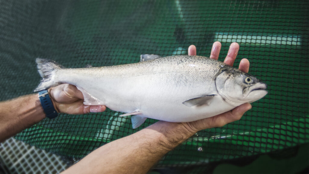 Fast-Tracking Finfish Climate Change Adaptation Research Programme ...